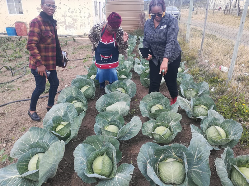 Fighting poverty with Farming – TCOE SA