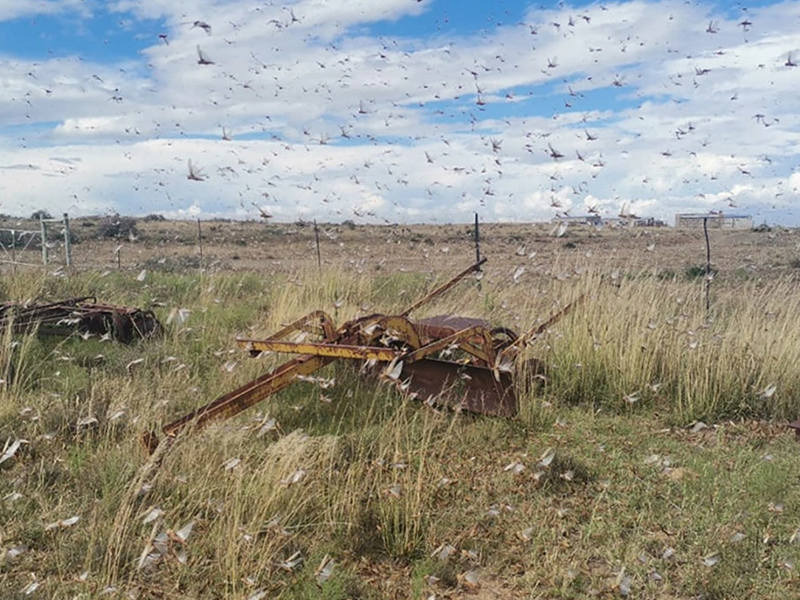 Farmer says locusts still destroying his crops even after spraying ...