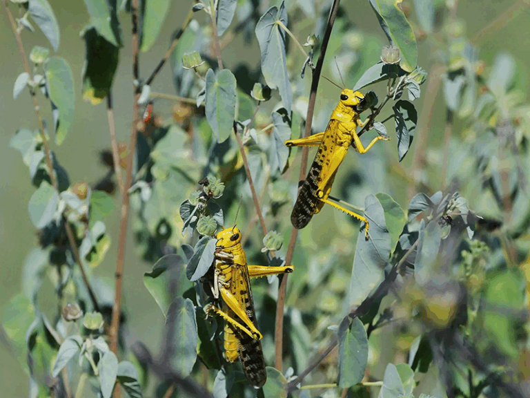 Outbreak of brown locusts in the Eastern Cape – TCOE SA