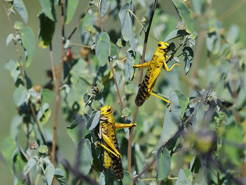 Outbreak of brown locusts in the Eastern Cape – TCOE SA